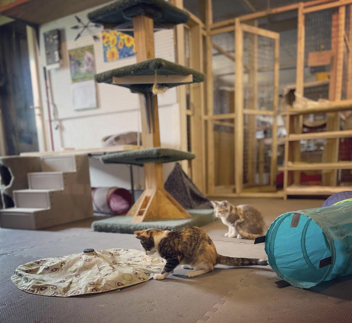 Foster – Cat Trap Fever